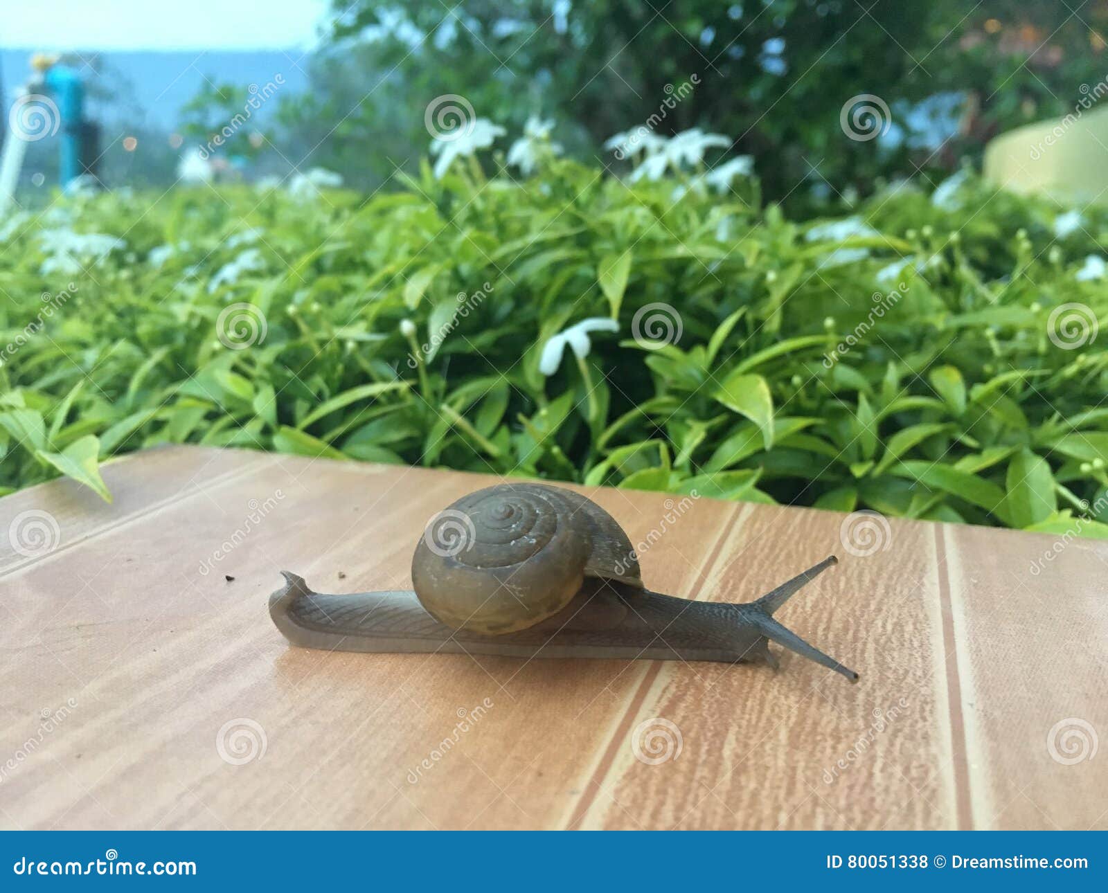 Snail stock photo. Image of snailthai, herb, sukjai, grass - 80051338