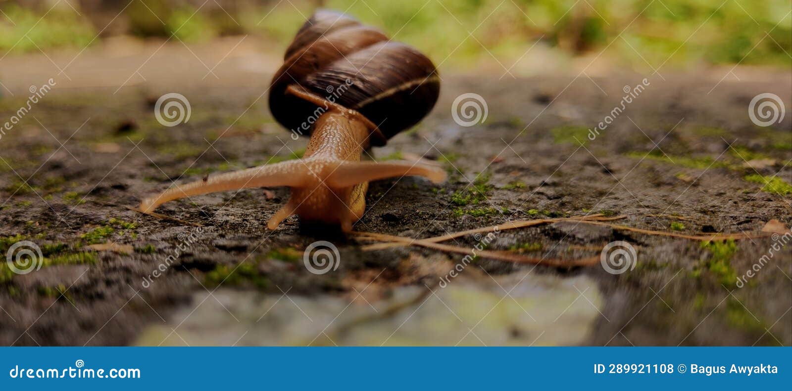 Snail too slow stock photo. Image of walking, snail - 289921108