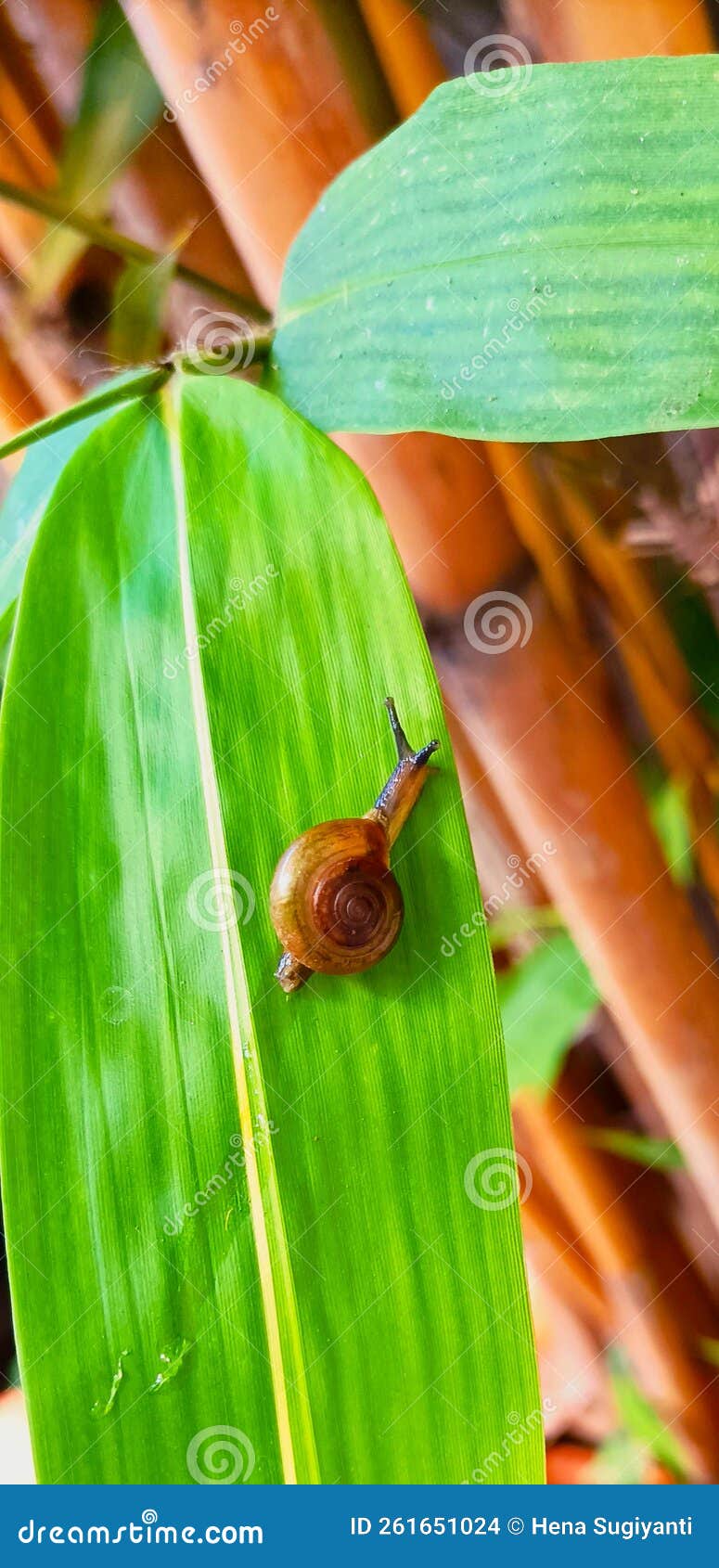 Snail on Top at Bamboo Leaves Stock Photo - Image of shot, morning ...