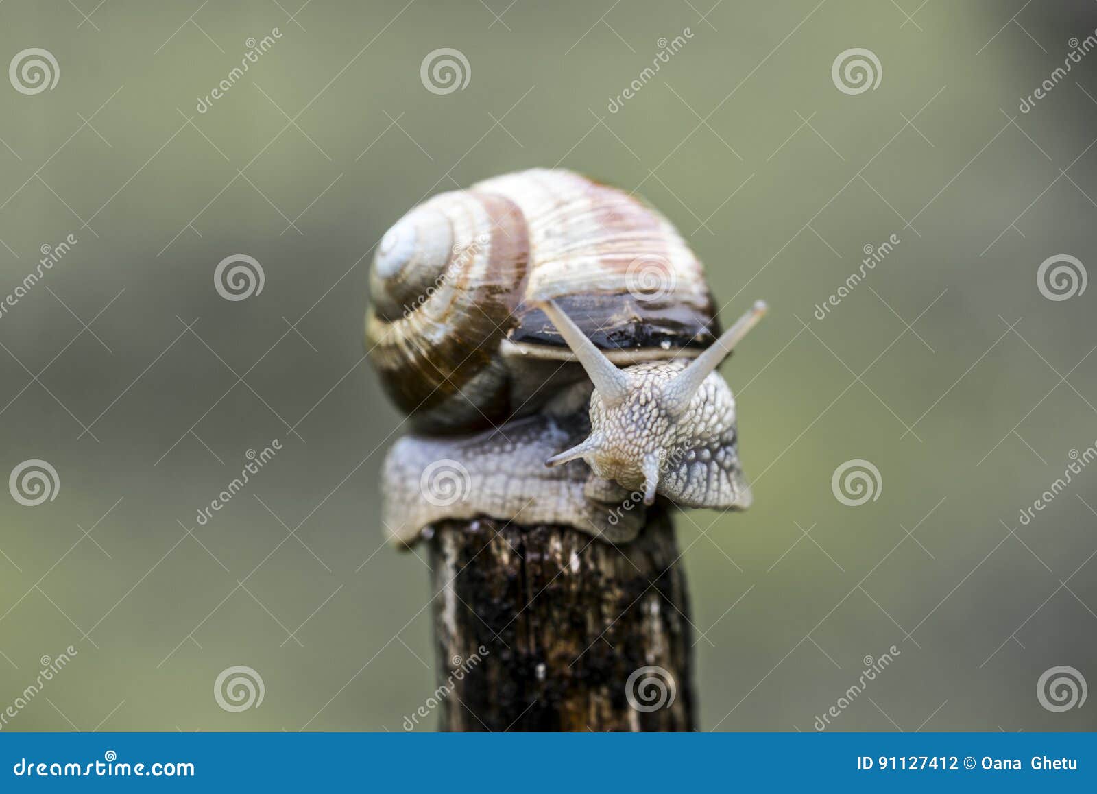 A Snail on the Top of a Stick Stock Photo - Image of isolated, closeup ...