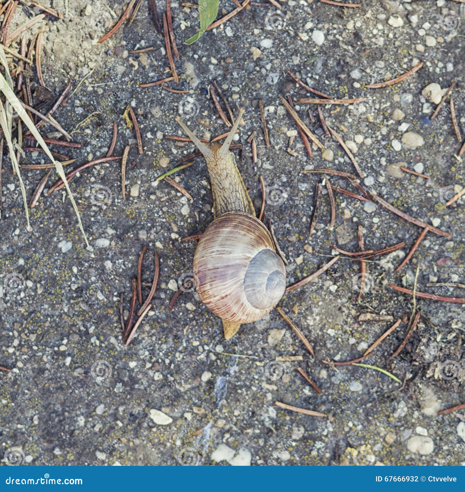 Snail stock photo. Image of focus, view, edible, escargot - 67666932