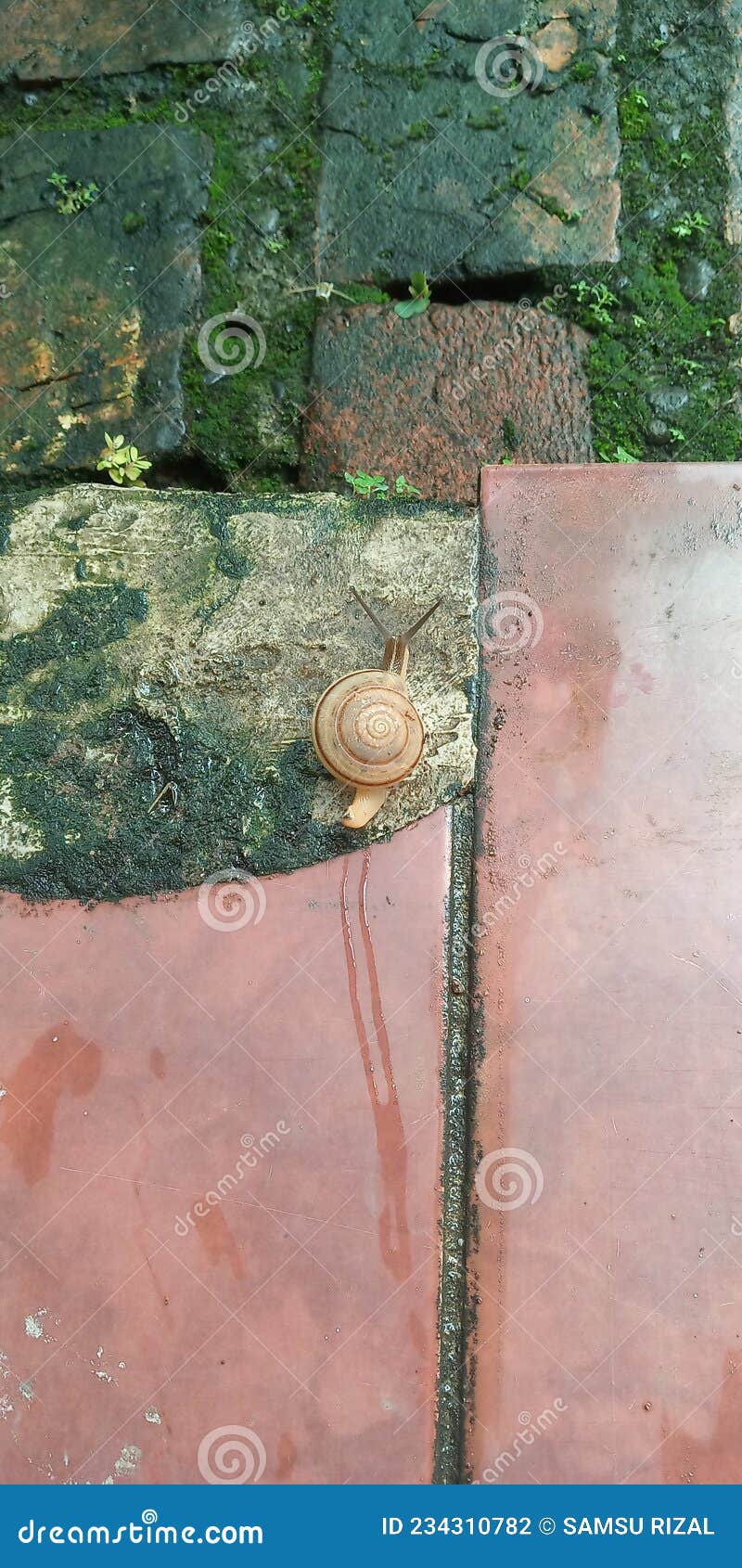 Snail Trace stock photo. Image of keong, goldensnail - 234310782