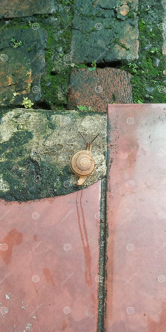 Snail Trace stock photo. Image of keong, goldensnail - 234310782