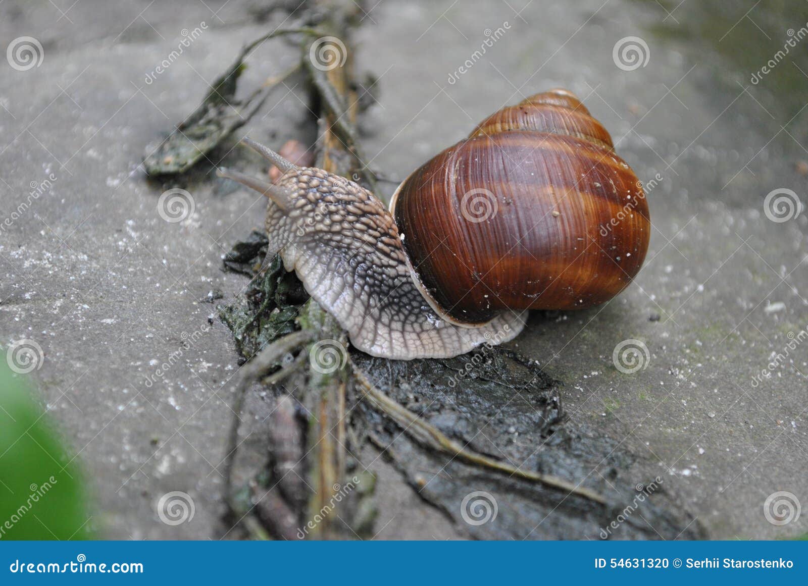 Snail on track stock photo. Image of immersed, liquids - 54631320