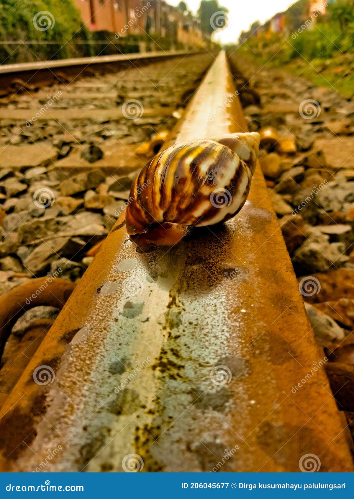 Snail on the train track stock image. Image of snail - 206045677