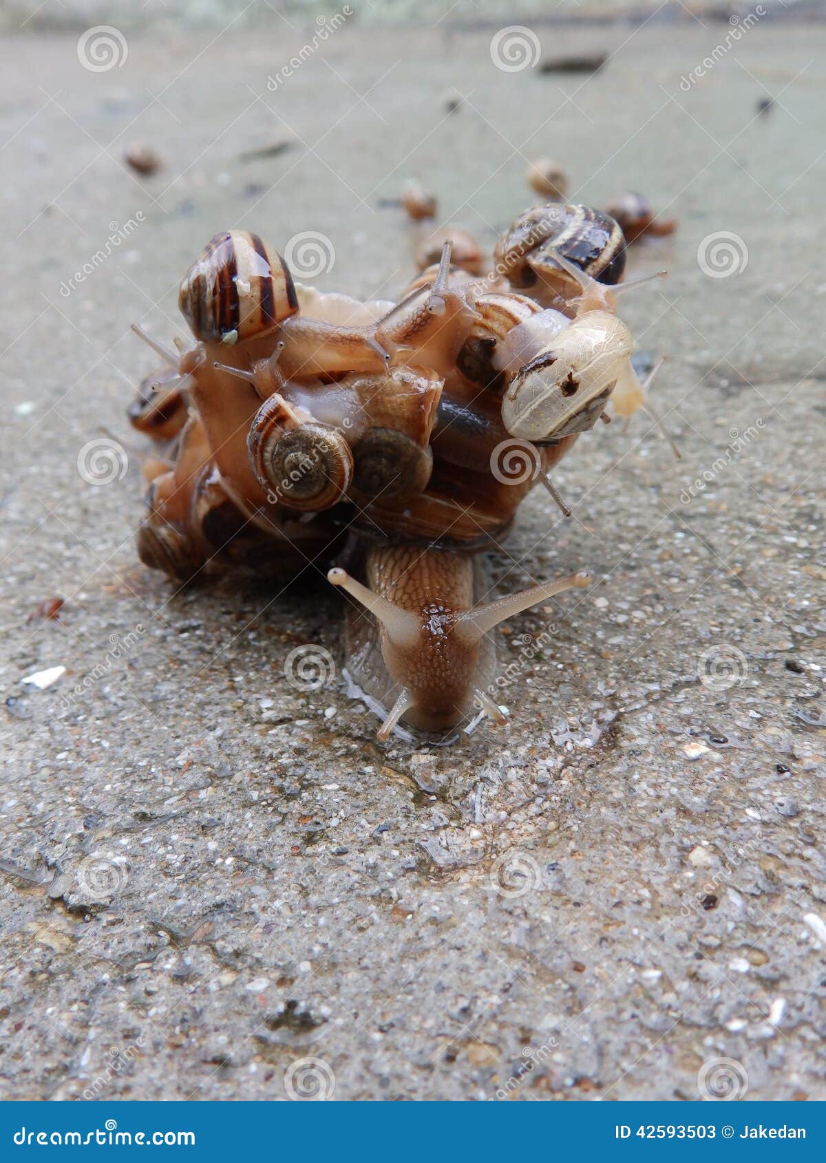 Snail transportation stock image. Image of transporting - 42593503
