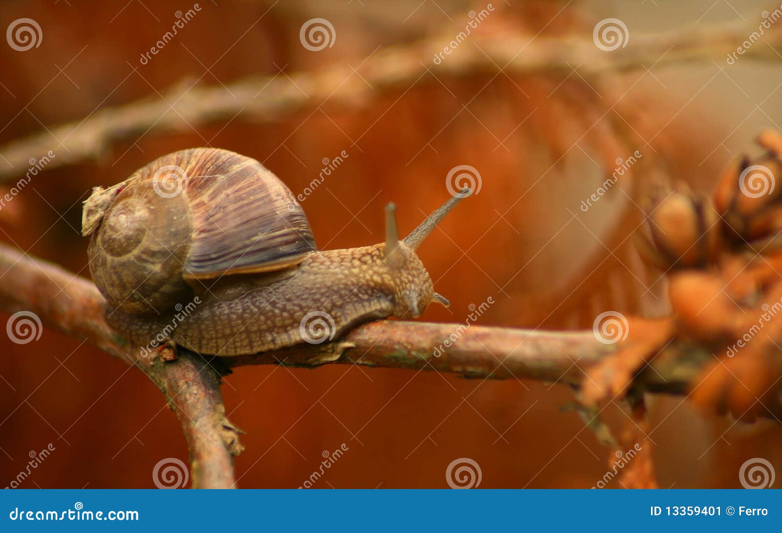 Snail On A Tree stock image. Image of speed, nature, house - 13359401