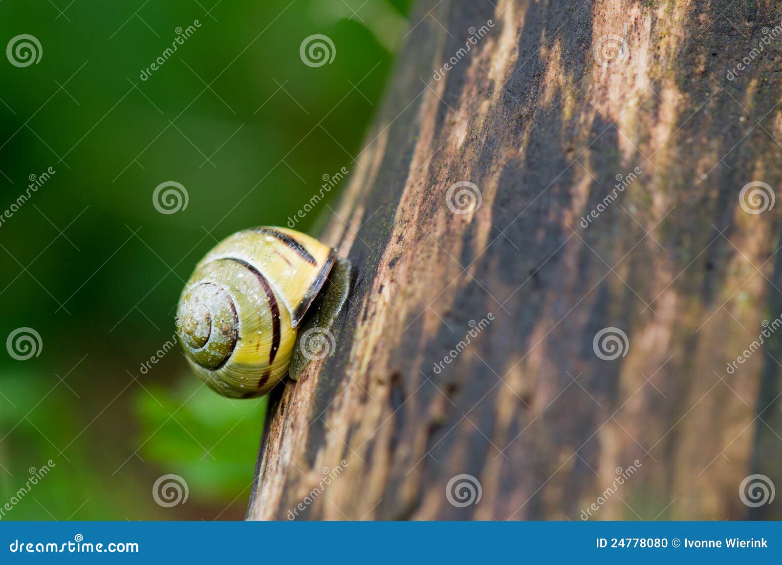 Snail at the tree stock photo. Image of netherlands, snail - 24778080