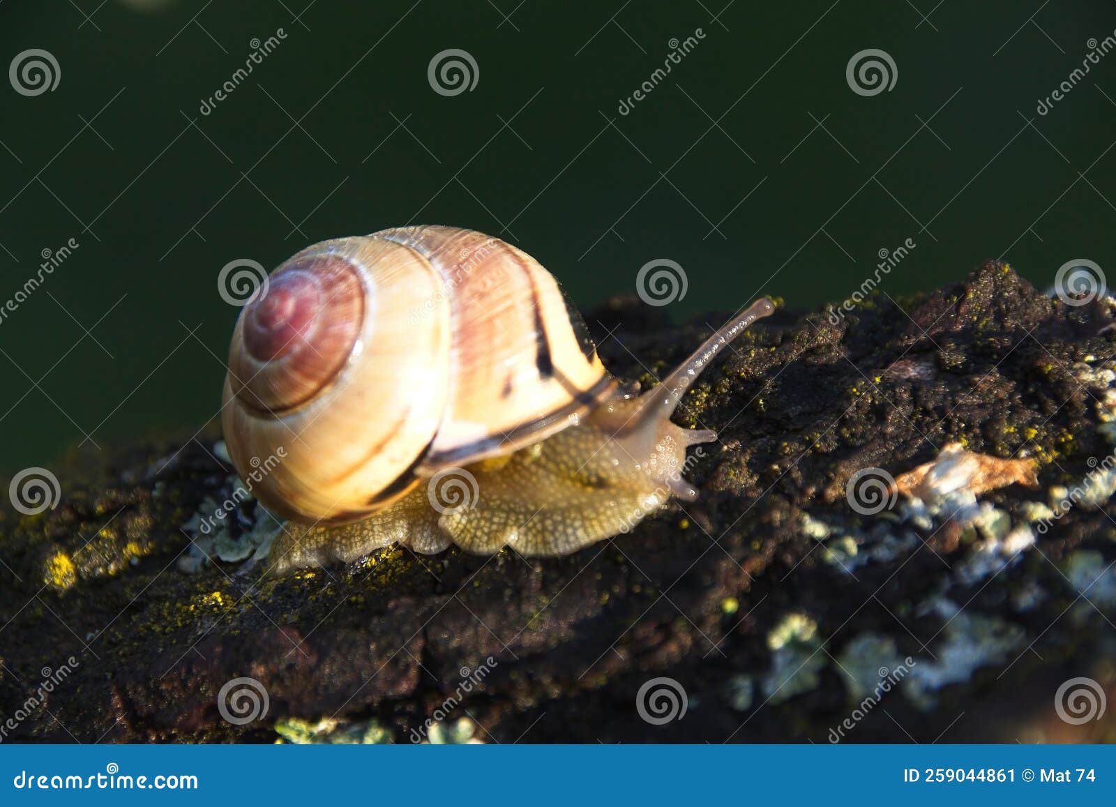 Snail on a tree stock image. Image of beautiful, animal - 259044861