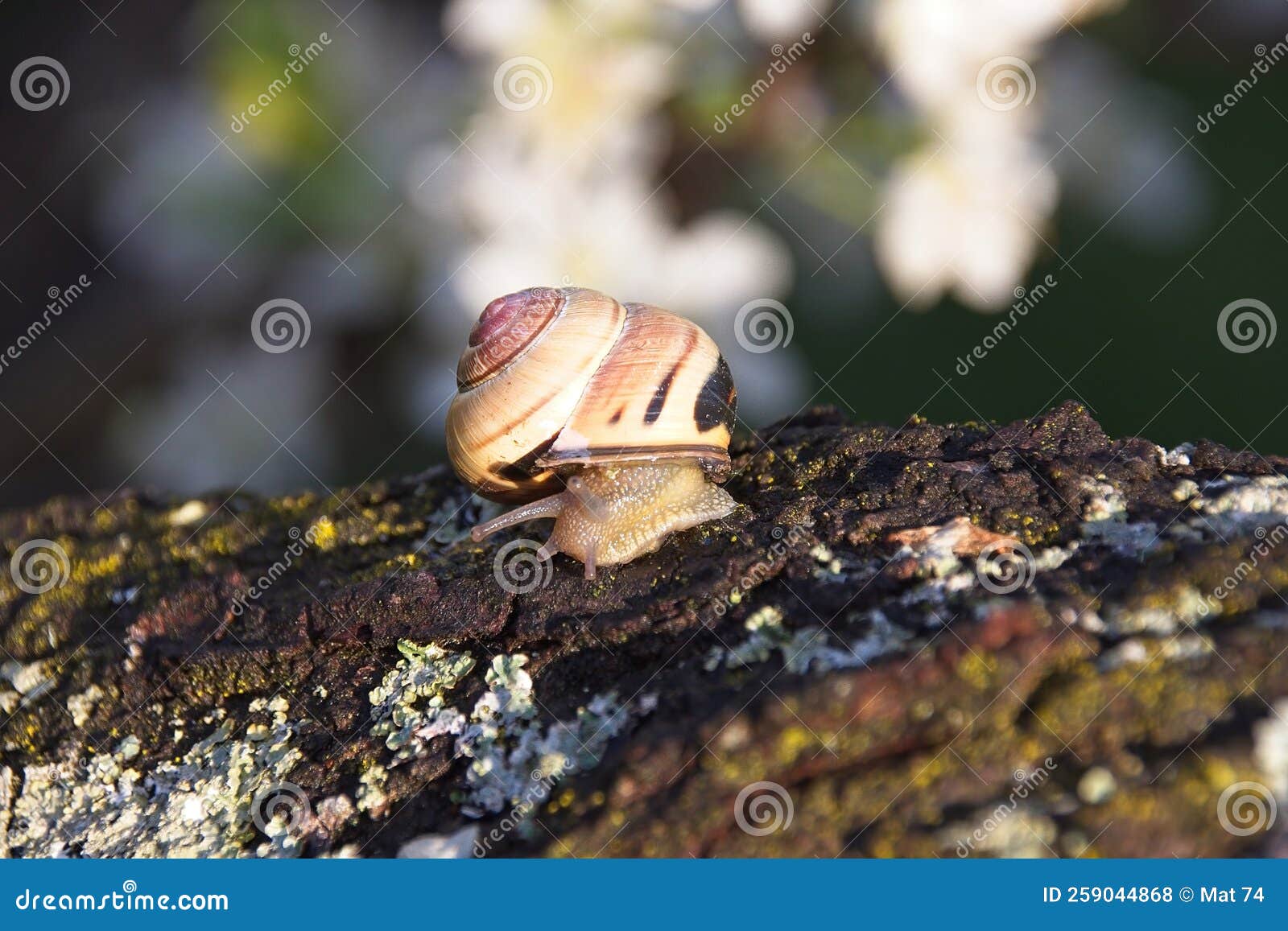 Snail on a tree stock photo. Image of tree, closeup - 259044868