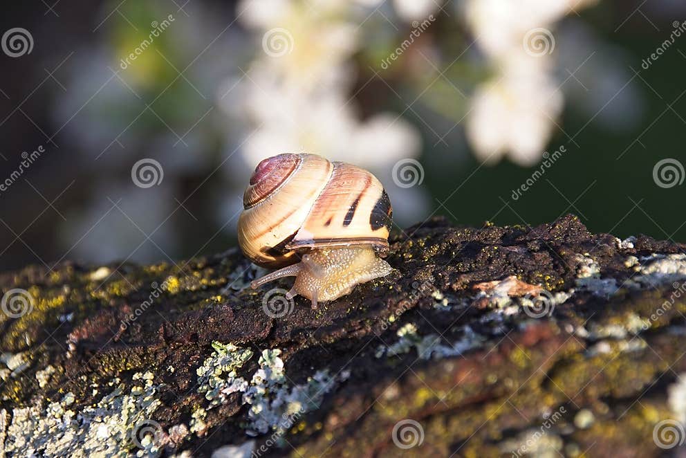 Snail on a tree stock photo. Image of tree, closeup - 259044868