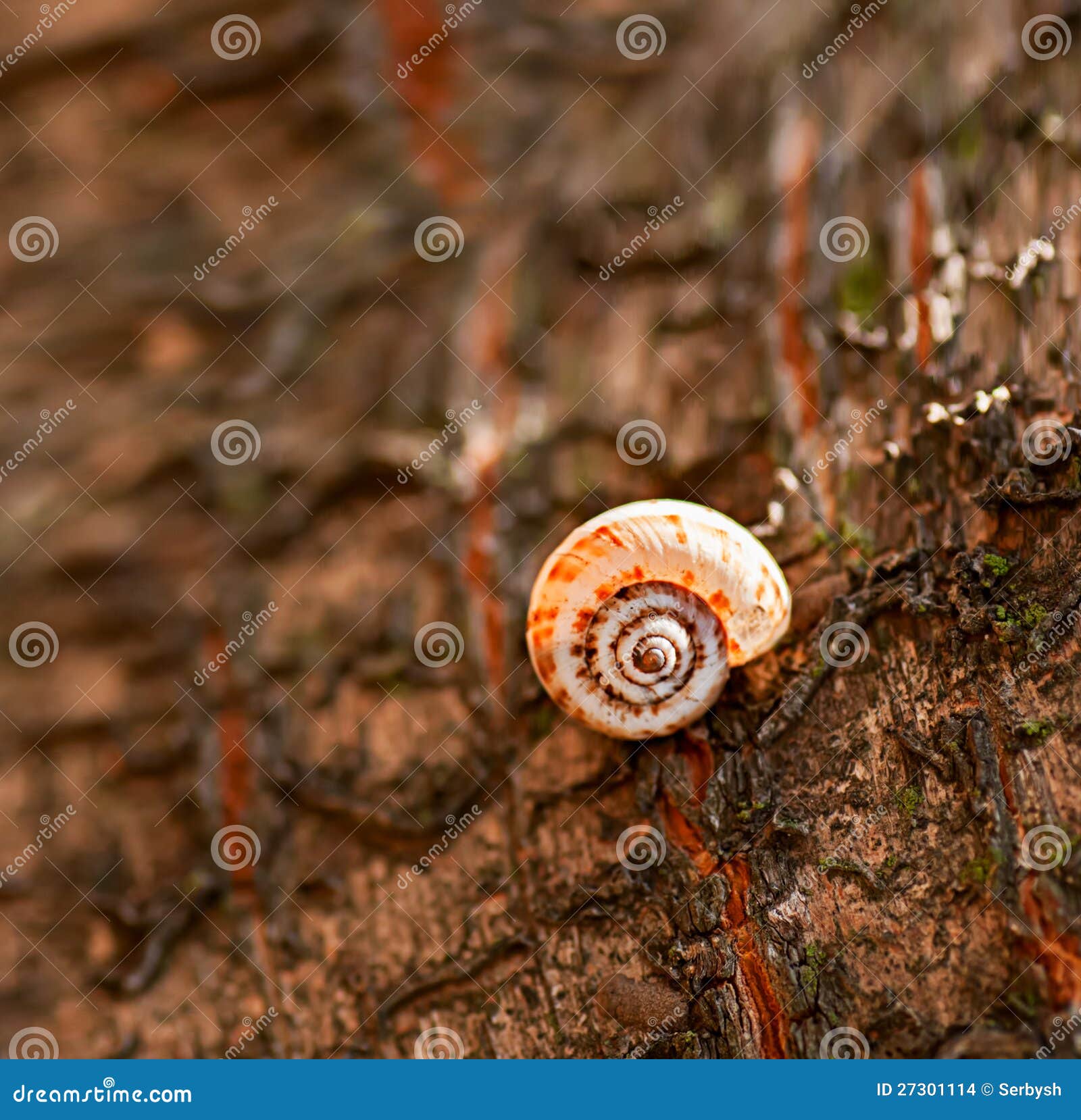 Snail on a tree stock photo. Image of bark, leaf, macro - 27301114