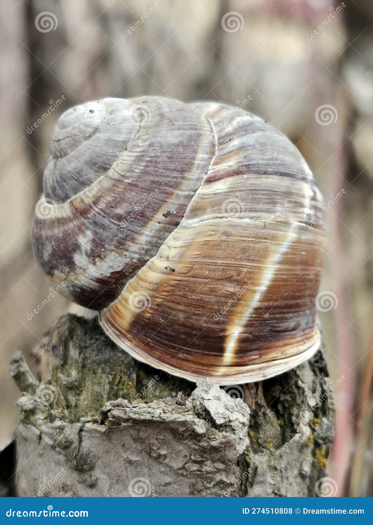 Snail in the tree stock photo. Image of snail, nature - 274510808