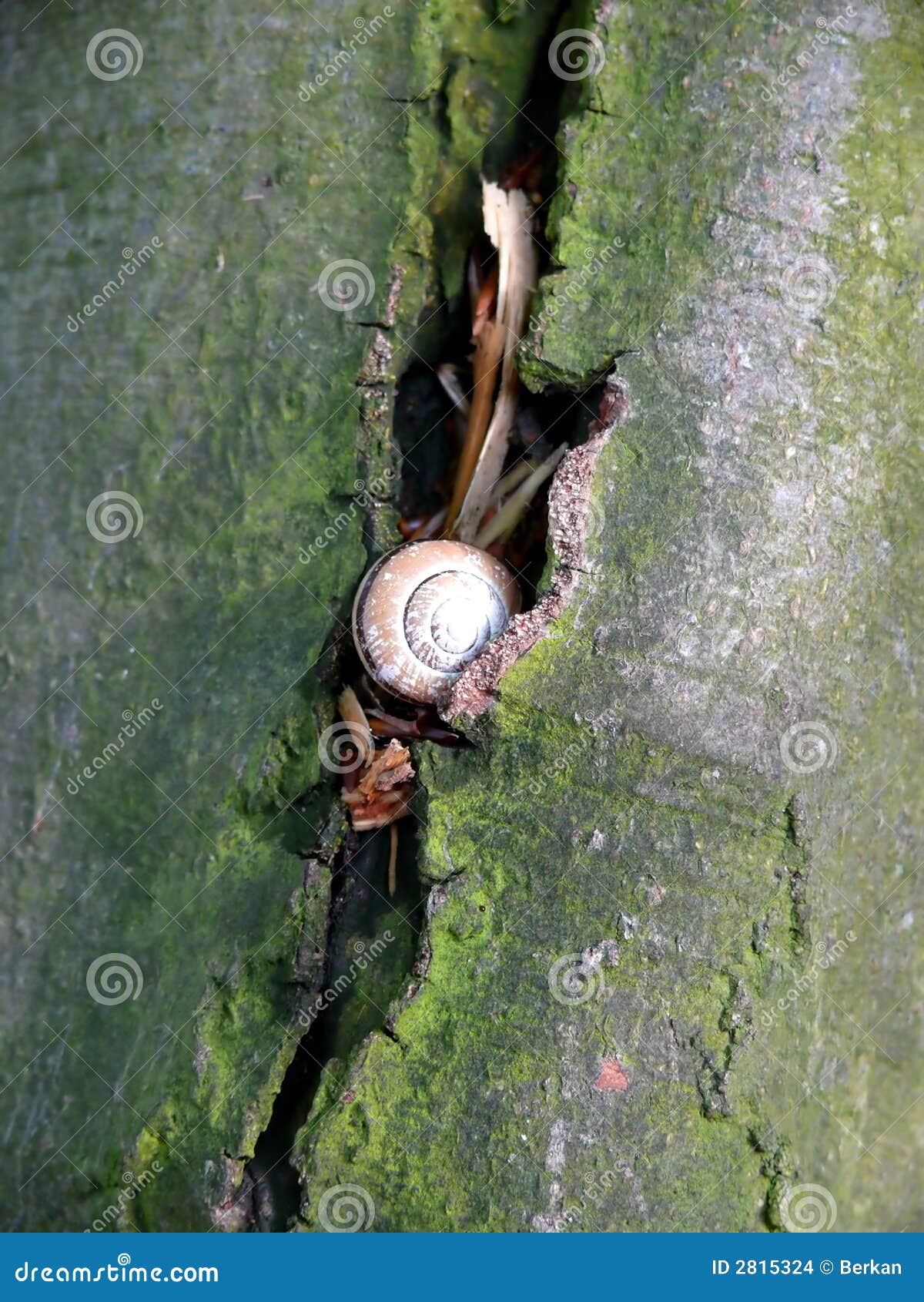 Snail in Tree stock photo. Image of head, cameo, biology - 2815324