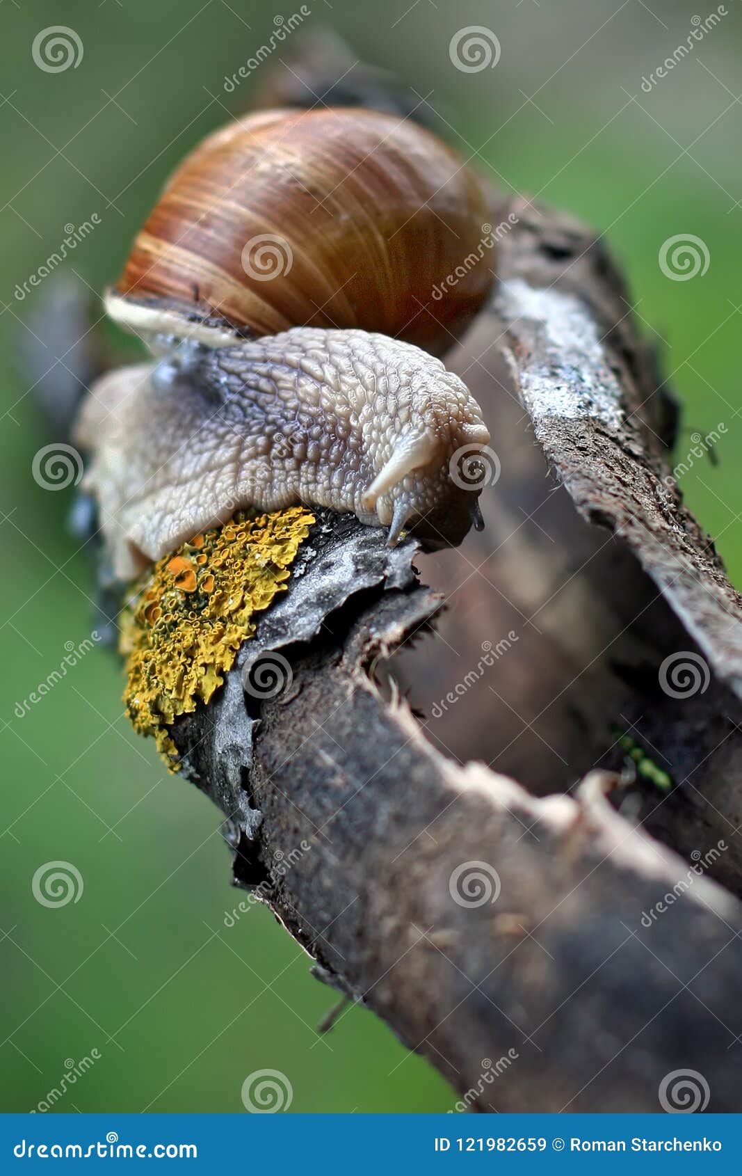 Snail is on a tree stock image. Image of brown, fresh - 121982659