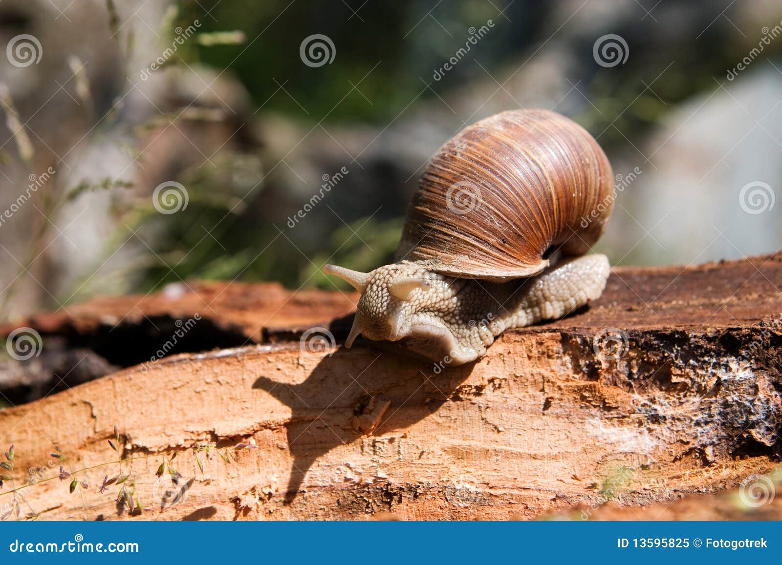 Snail on a tree bark stock image. Image of biology, slug - 13595825