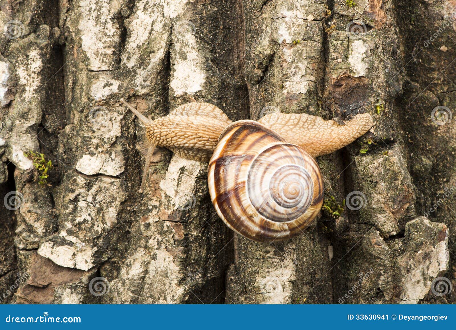 Snail on tree bark stock image. Image of tree, mollusk - 33630941