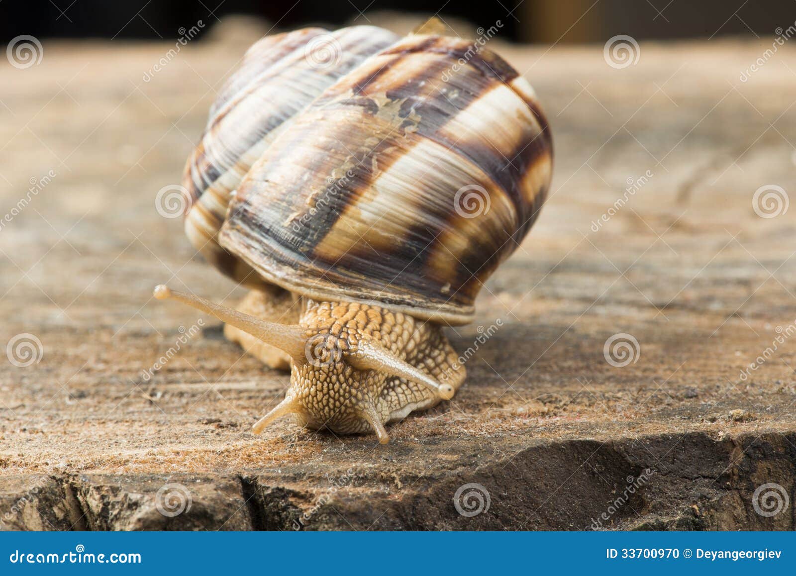 Snail on tree bark stock photo. Image of helix, fauna - 33700970