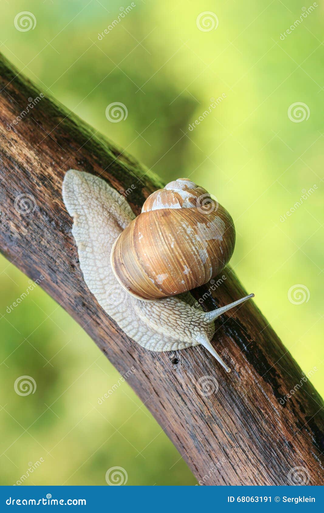 Snail on tree branch stock image. Image of pomatia, forest - 68063191