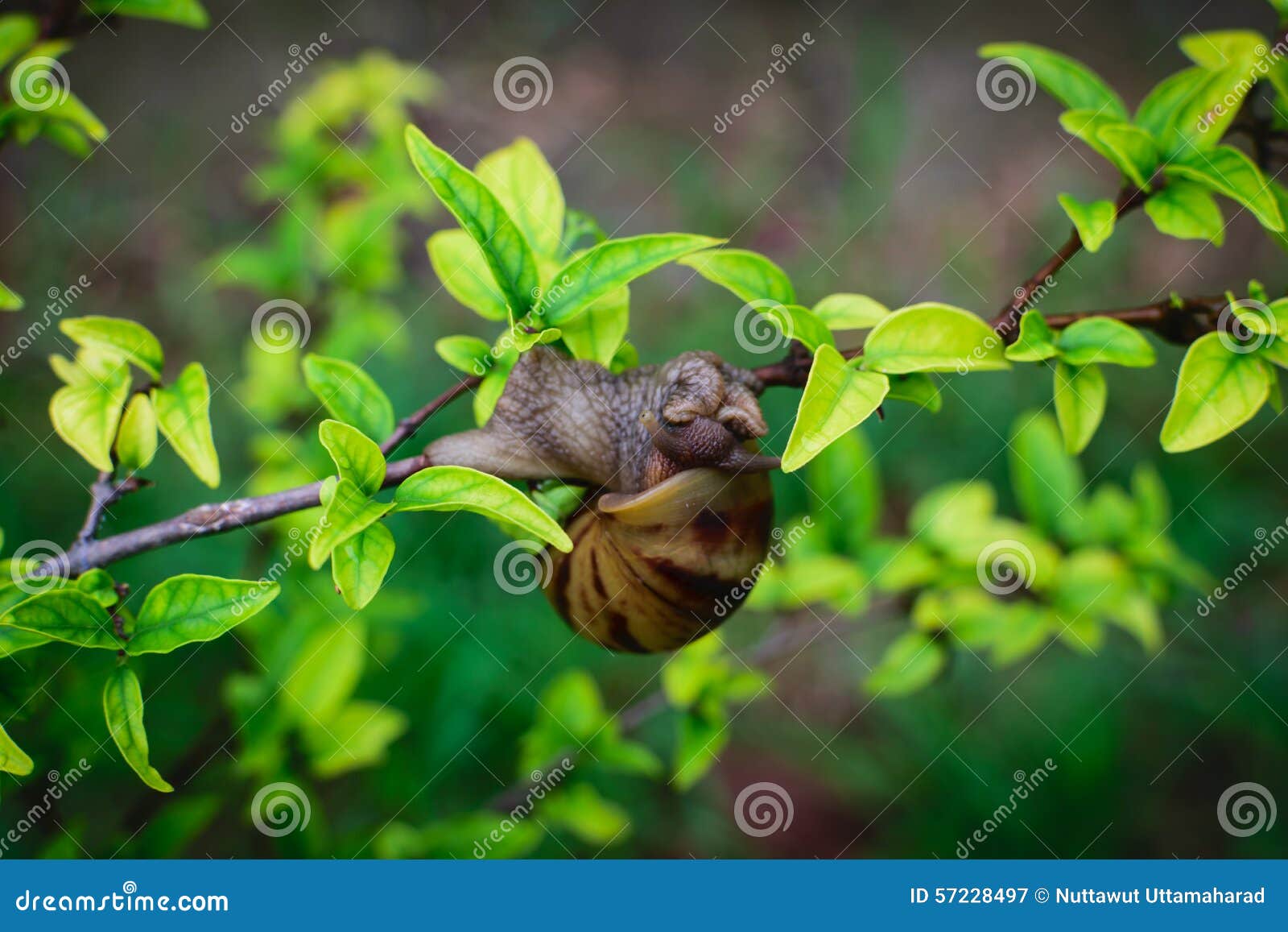 Snail on a tree branch stock image. Image of crawling - 57228497