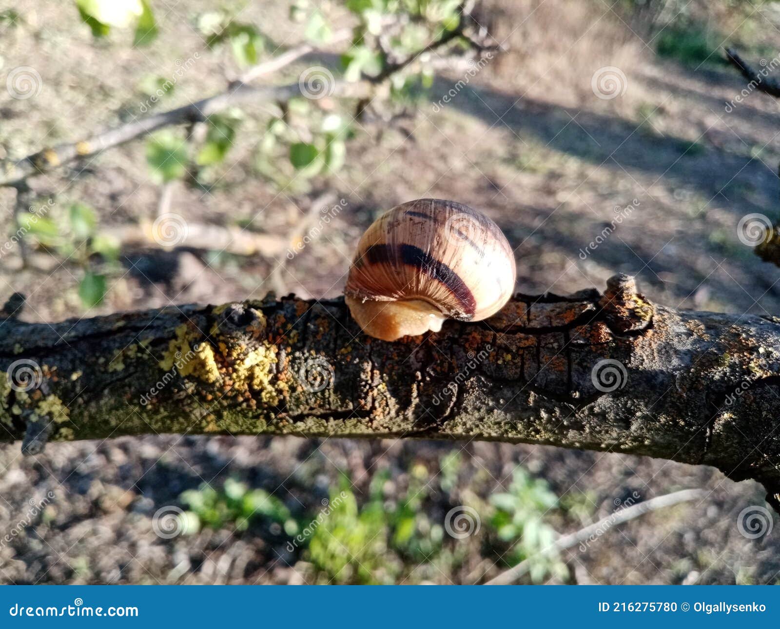 A snail on the tree branch stock photo. Image of spring - 216275780