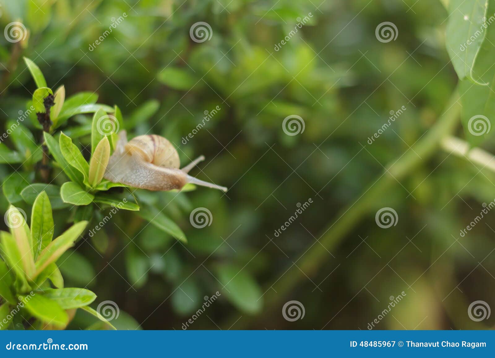Snail on the tree stock image. Image of nature, achatina - 48485967