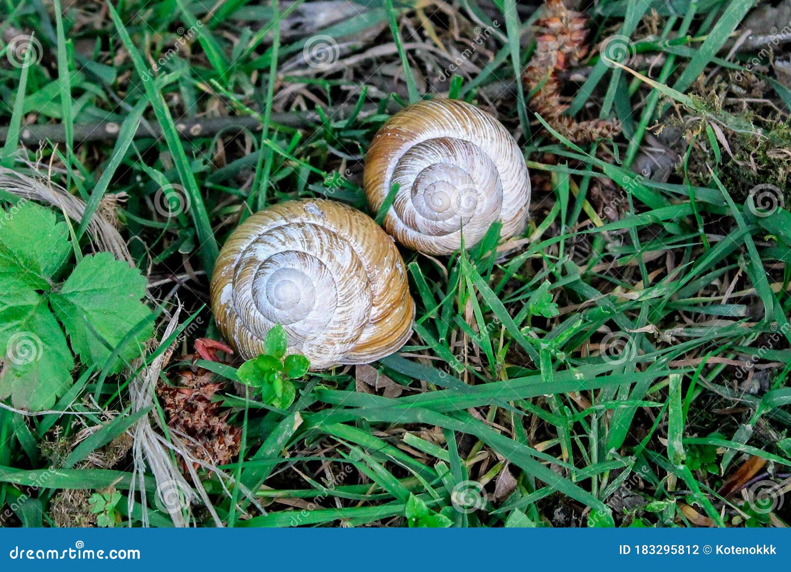 A Snail on a Tree in the Forest, Crawling on a Branch on the Grass ...