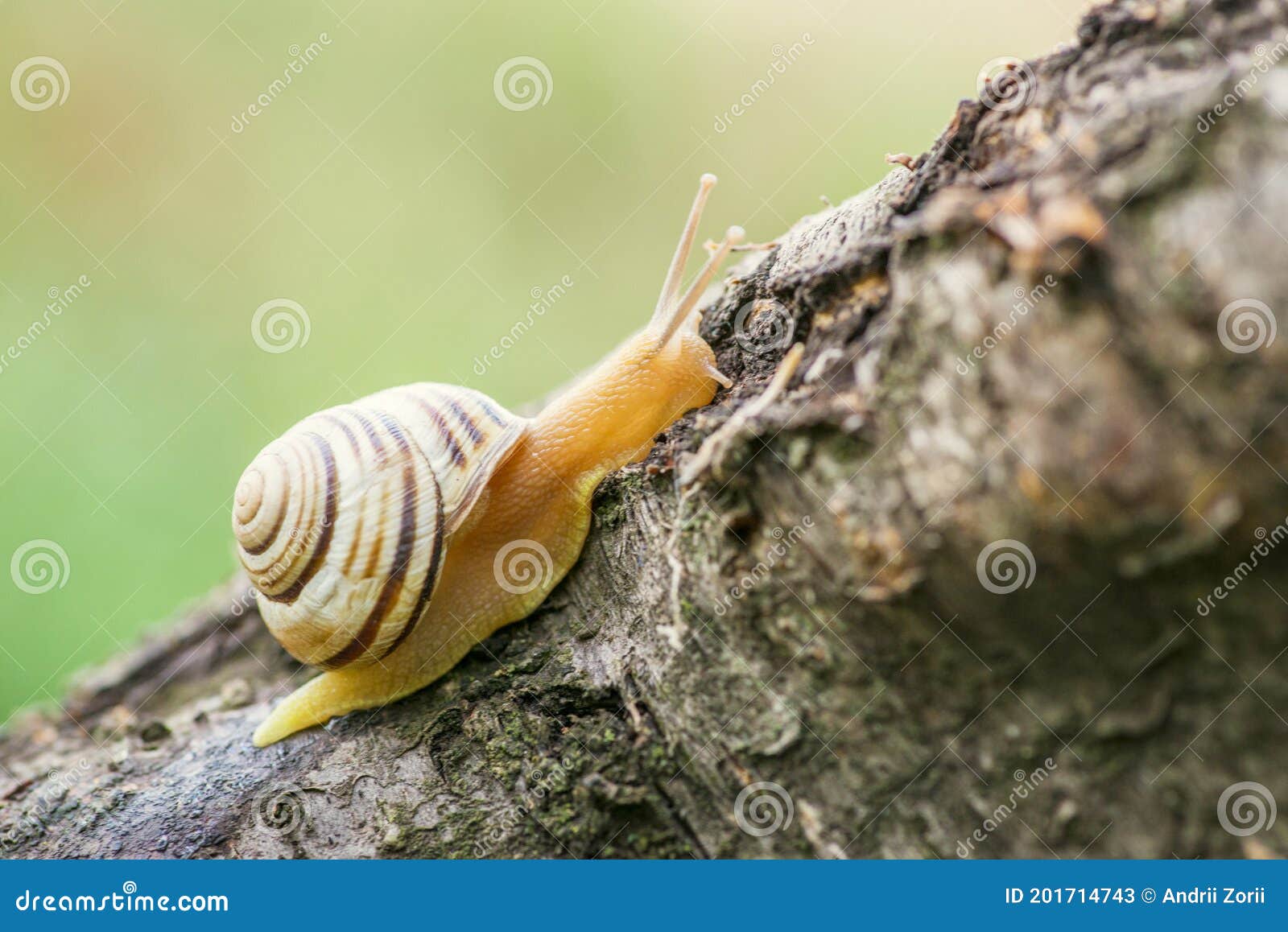 The Snail on a Tree in the Garden. the Snail Glides Over the Trees ...