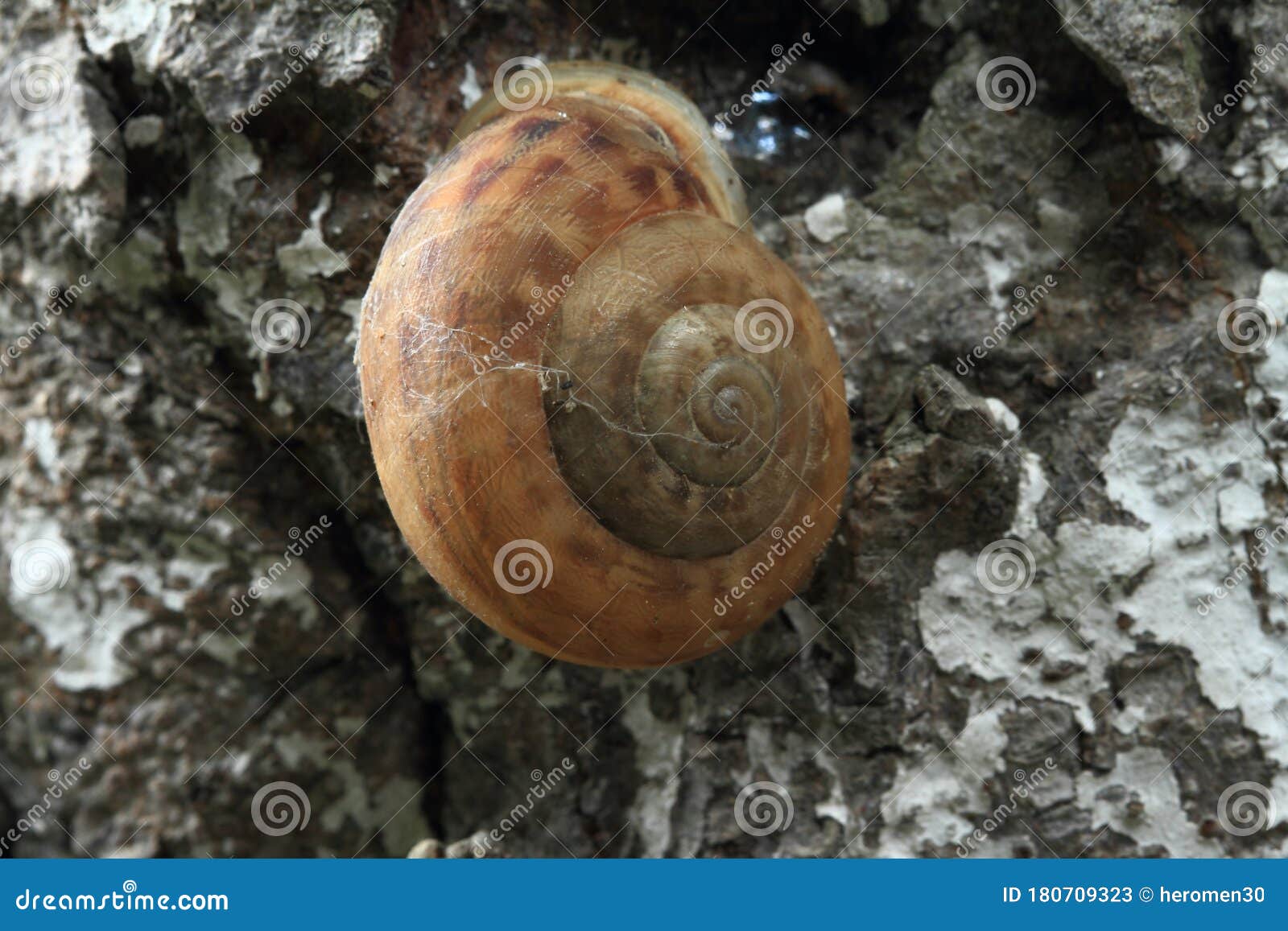 Snail on tree Macro stock image. Image of slime, background - 180709323