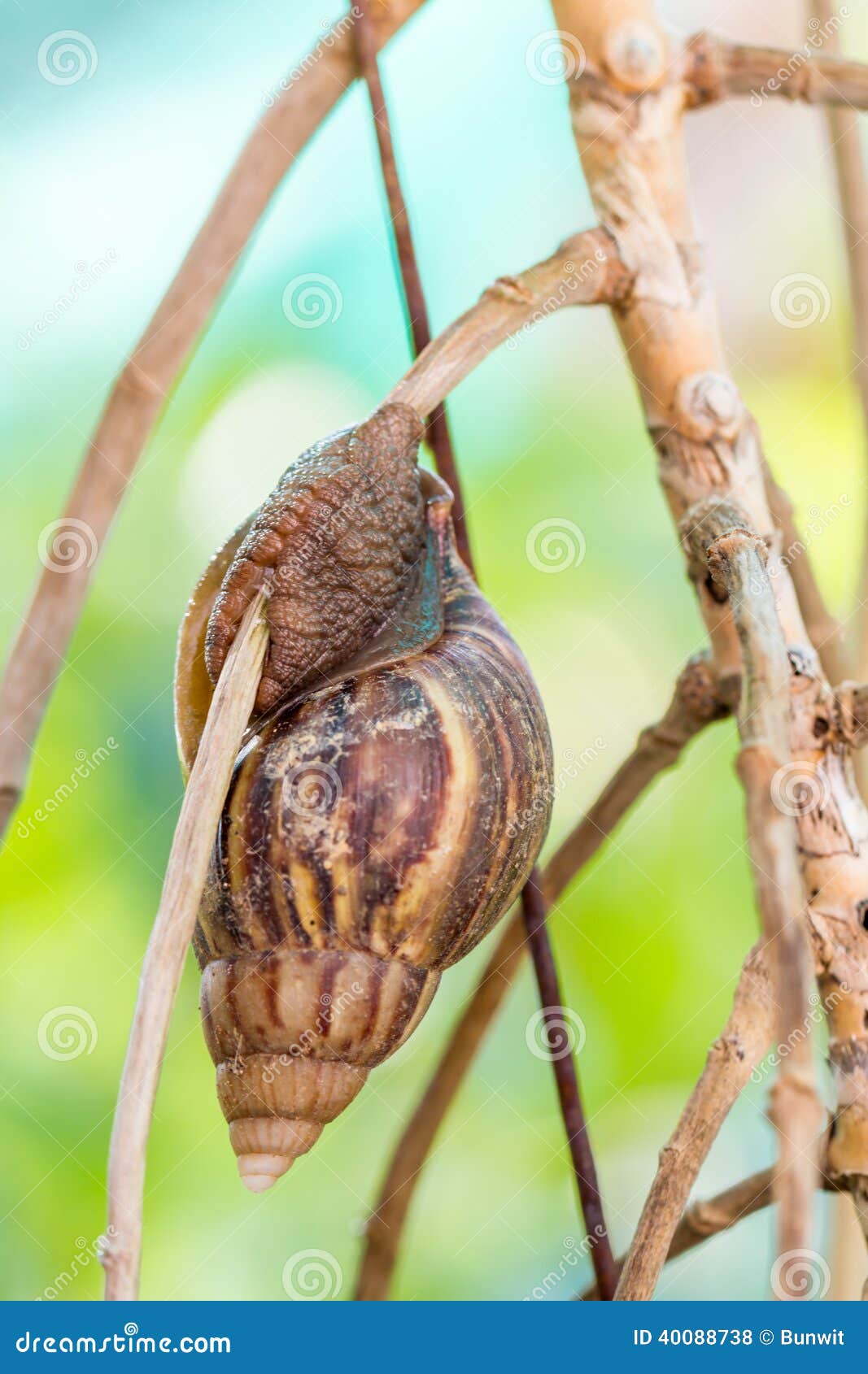Snail on a tree stock photo. Image of garden, fast, shell - 40088738