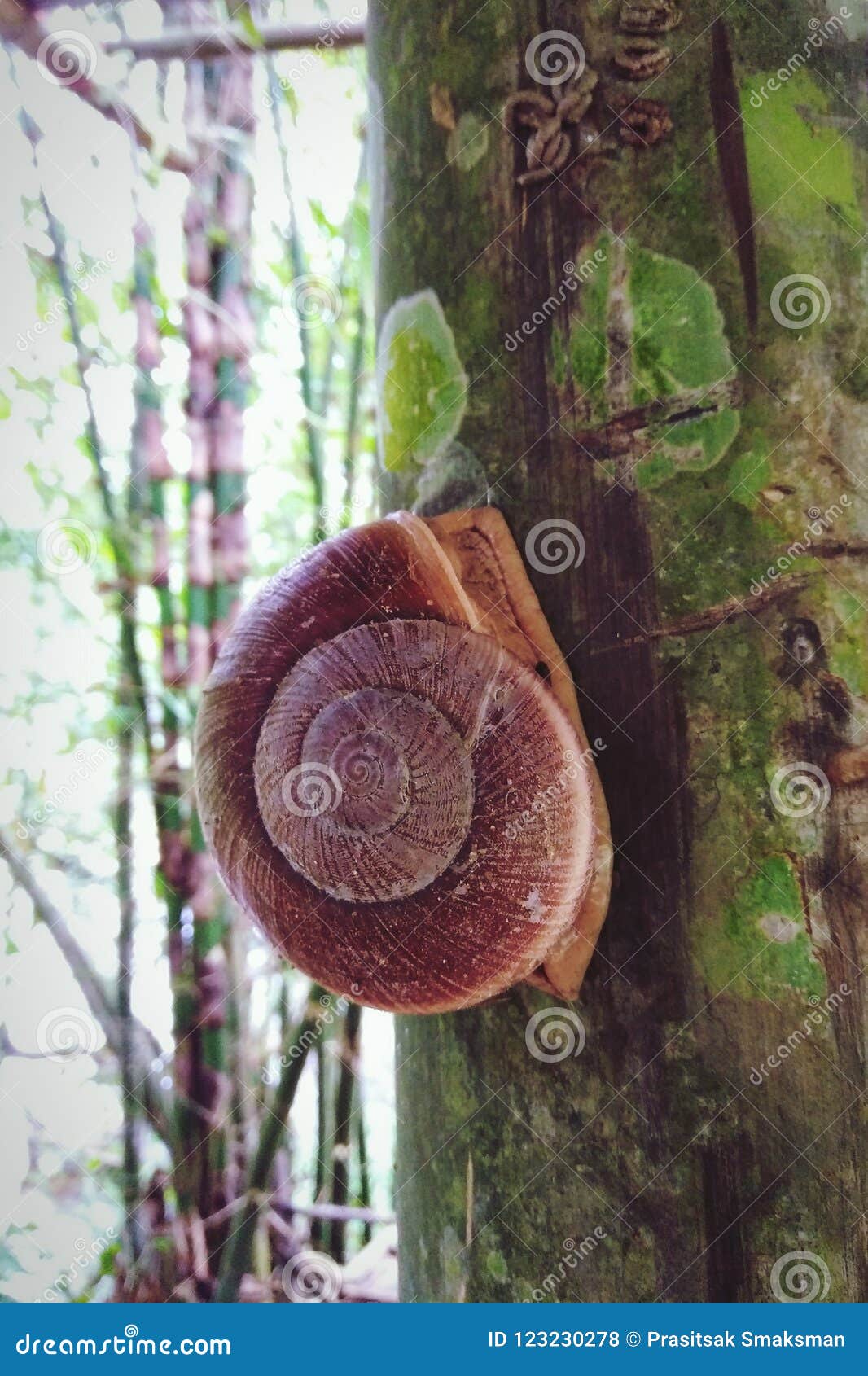 Snail on tree stock photo. Image of plants, bamboo, animal - 123230278