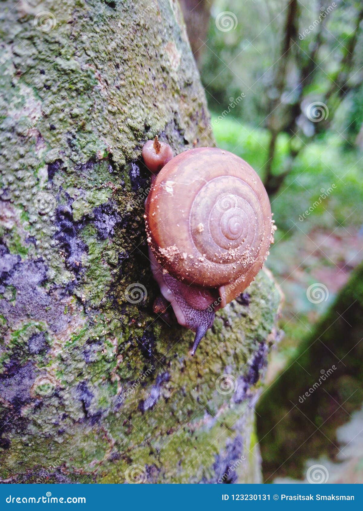 Snail on tree stock image. Image of rainforest, tree - 123230131