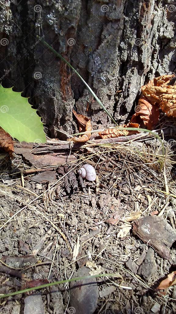 The snail tree stock photo. Image of tree, shell, huge - 155818794