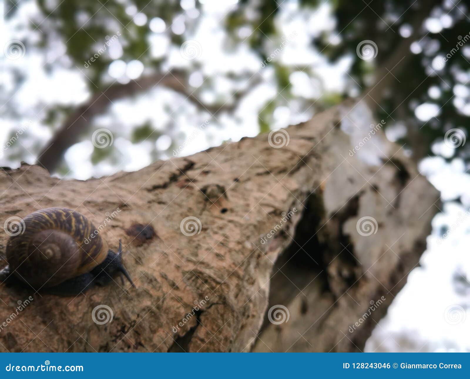 A snail in a tree stock photo. Image of snail, nature - 128243046