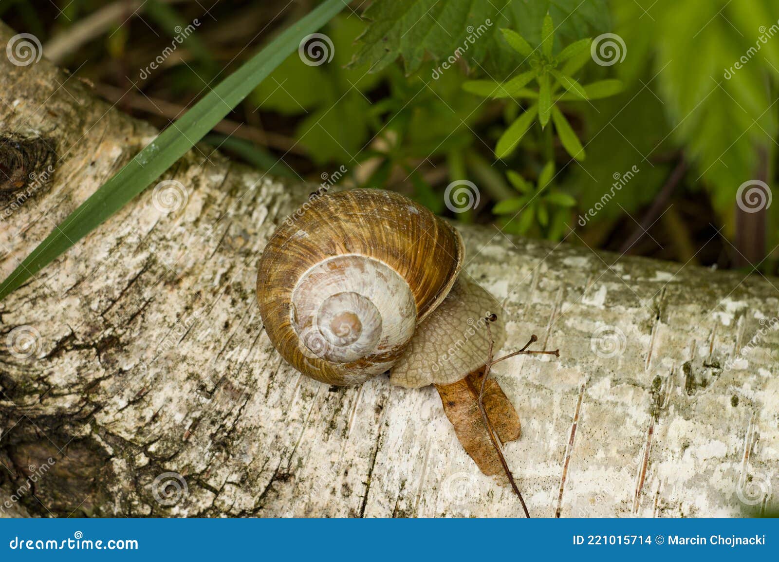 Snail on tree stock photo. Image of animal, snail, natural - 221015714