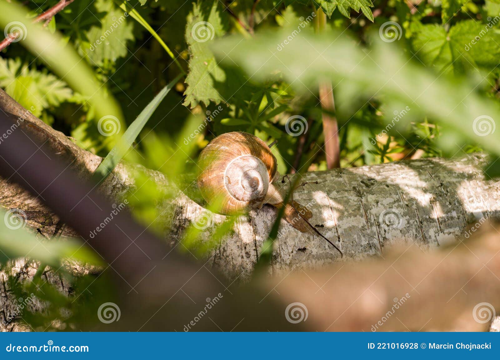 Snail on a tree stock photo. Image of snail, animal - 221016928
