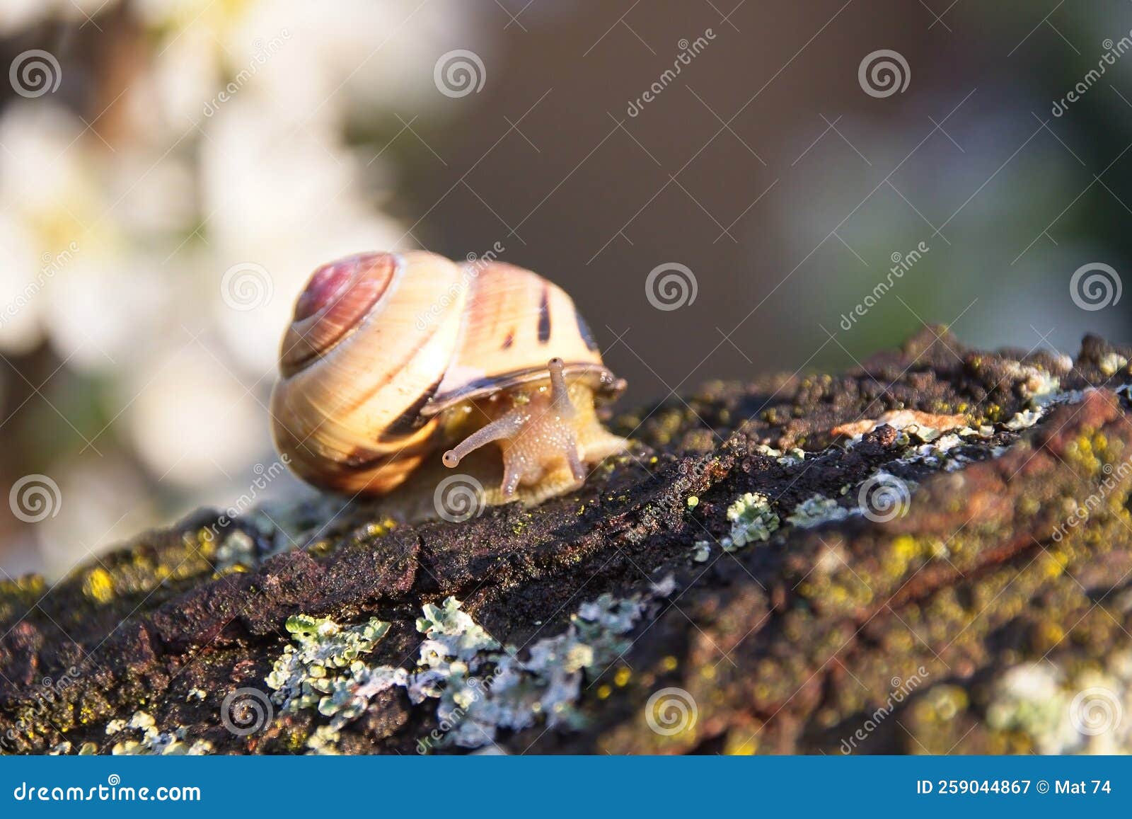 Snail on a tree stock image. Image of close, gastropod - 259044867
