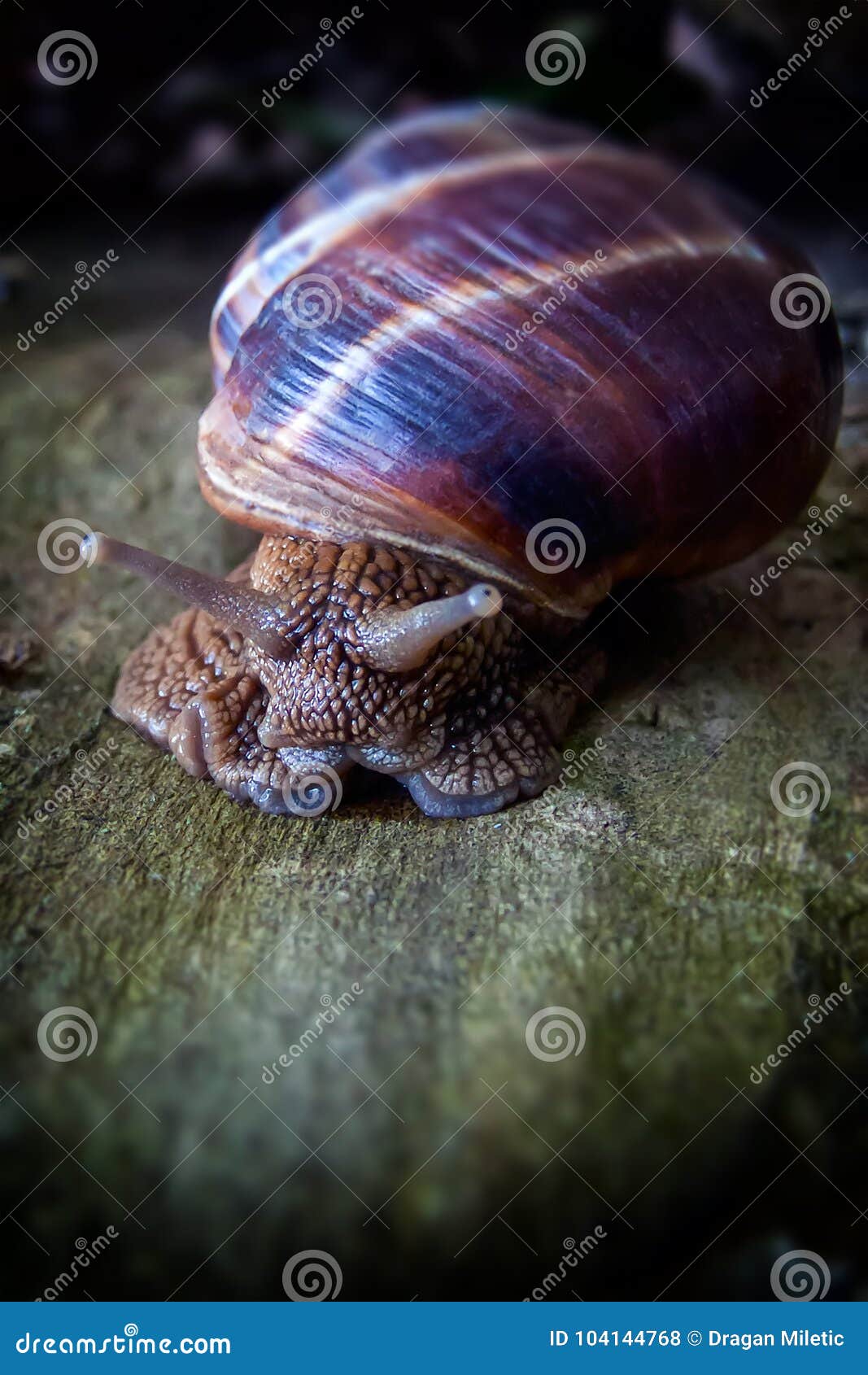 Snail on a tree stump stock photo. Image of motion, antenna - 104144768