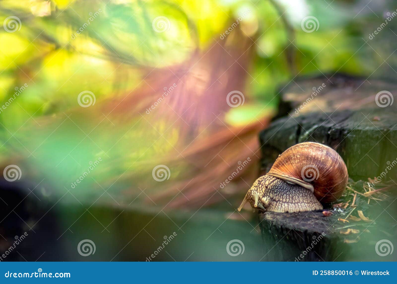 Snail on a Tree Stump in the Dreamy Forest Stock Photo - Image of ...