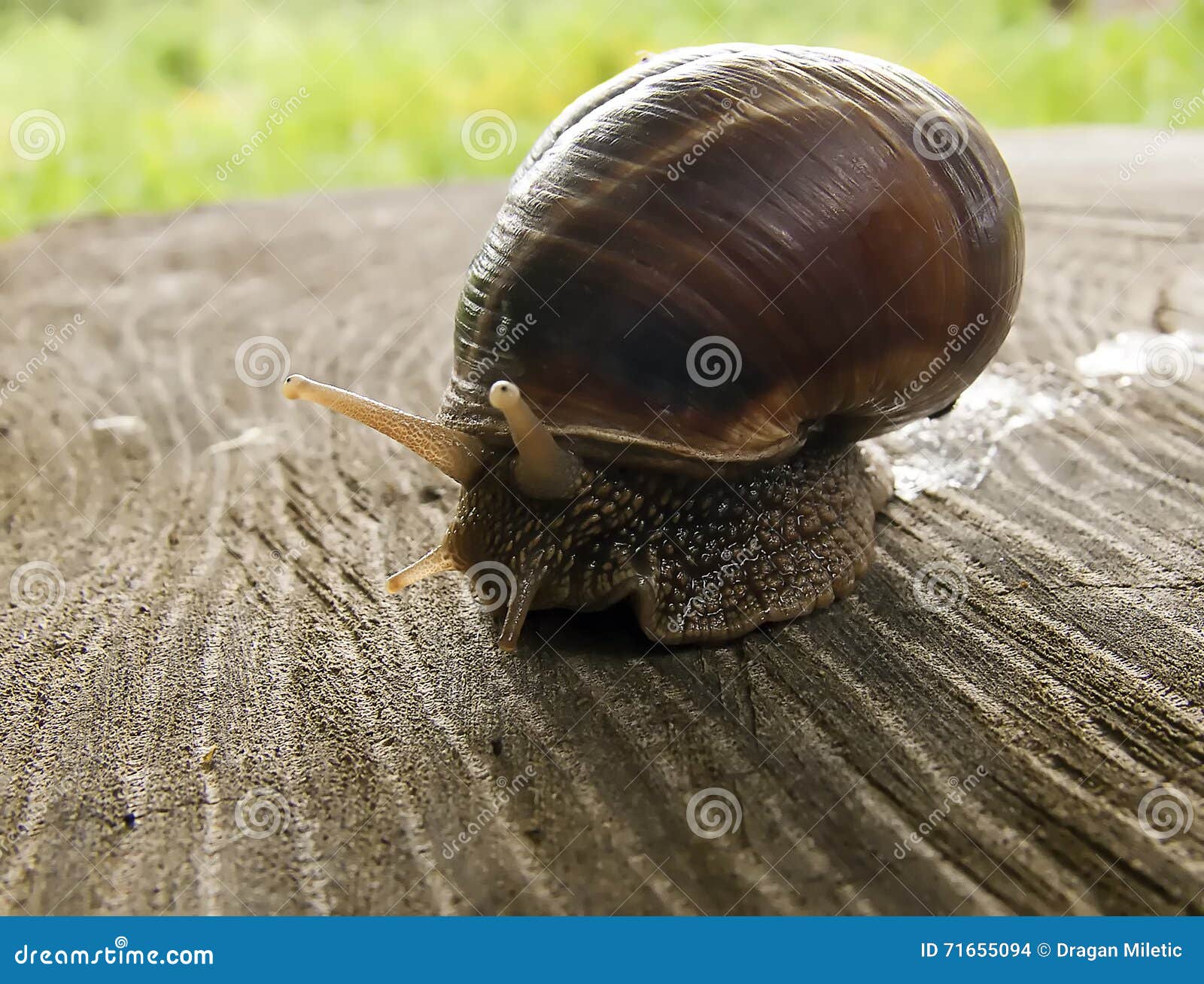 Snail on a tree stump stock photo. Image of slow, moving - 71655094