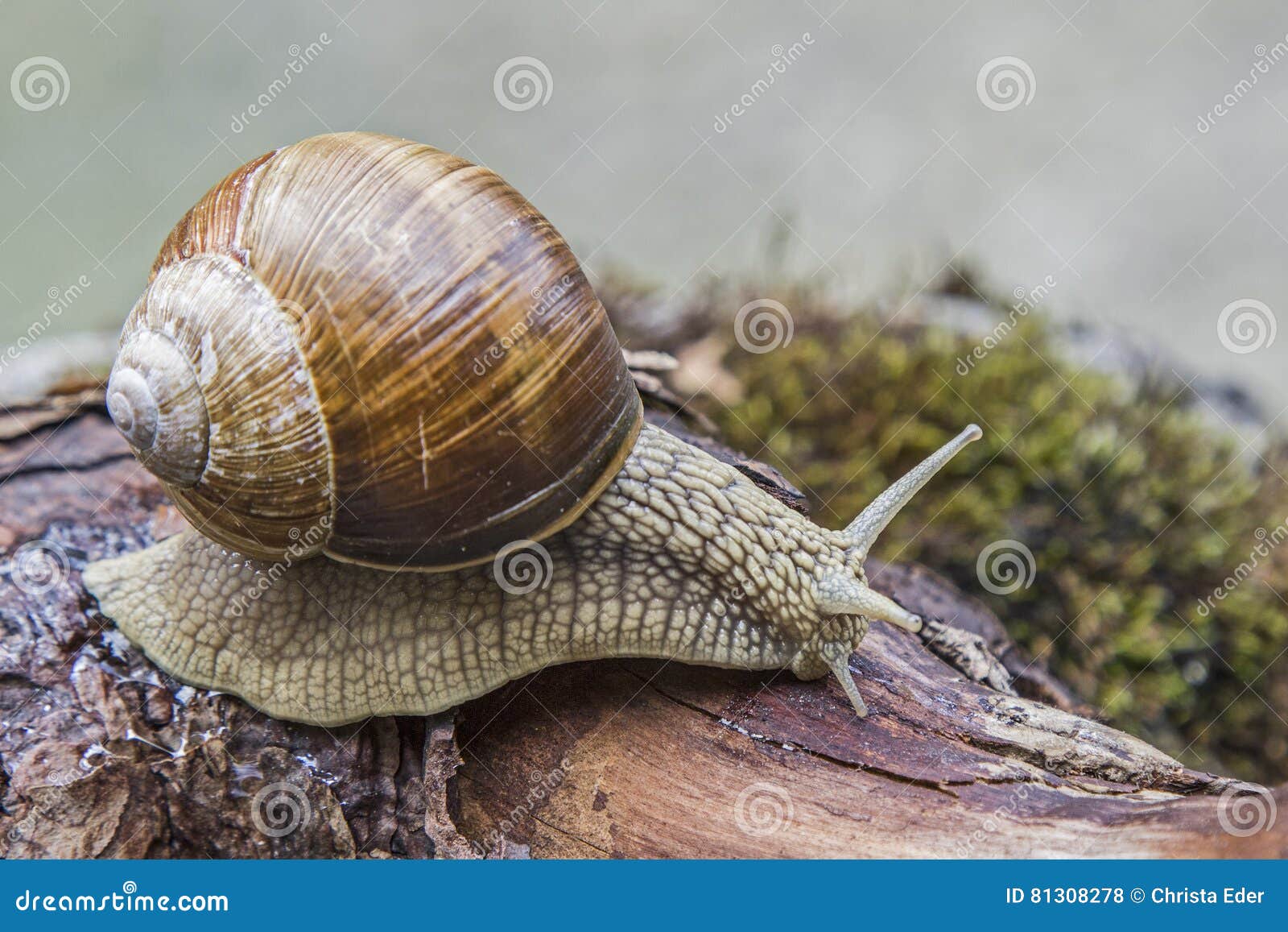 Snail on a tree trunk stock photo. Image of wies, slug - 81308278