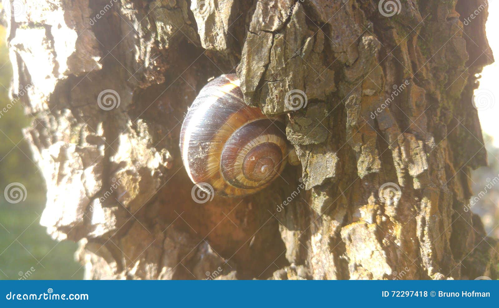 Snail on tree stock photo. Image of wildlife, snail, nature - 72297418