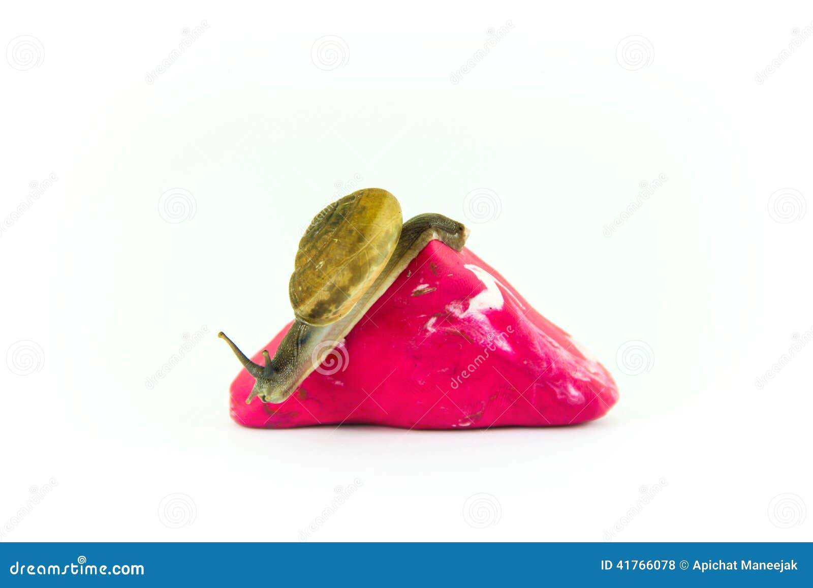 Snail on triangle stock photo. Image of burgundy, look - 41766078