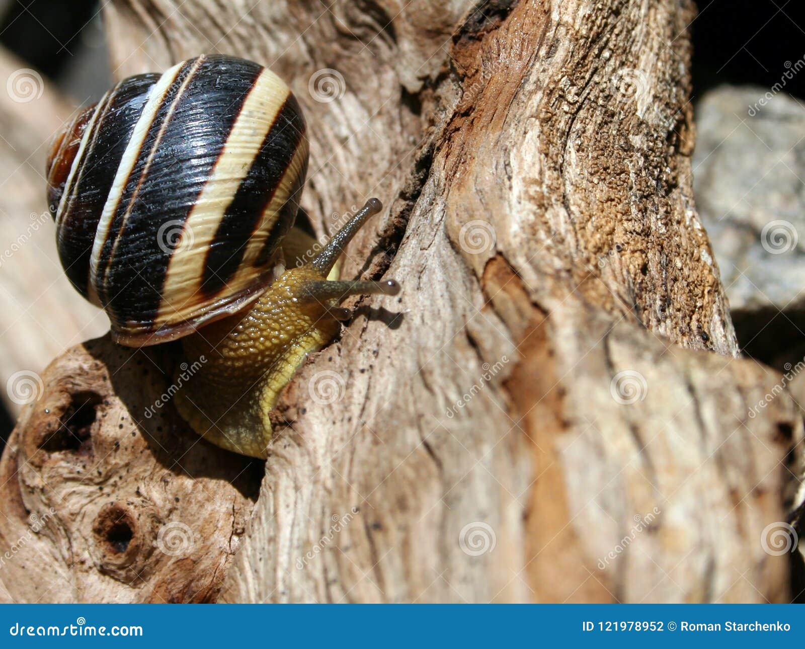 Snail on the Trunk of the Tree Stock Photo - Image of climb, bark ...