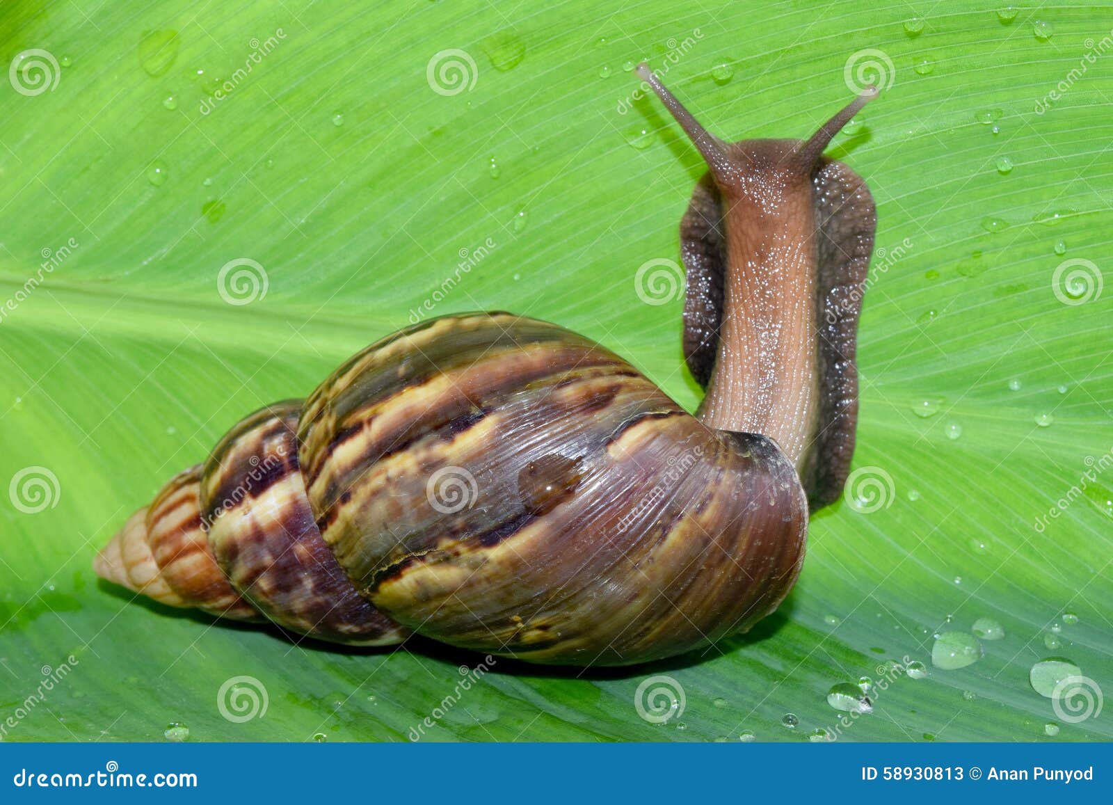 Snail Turn Back on Green Banana Leaf Stock Image - Image of mollusks ...
