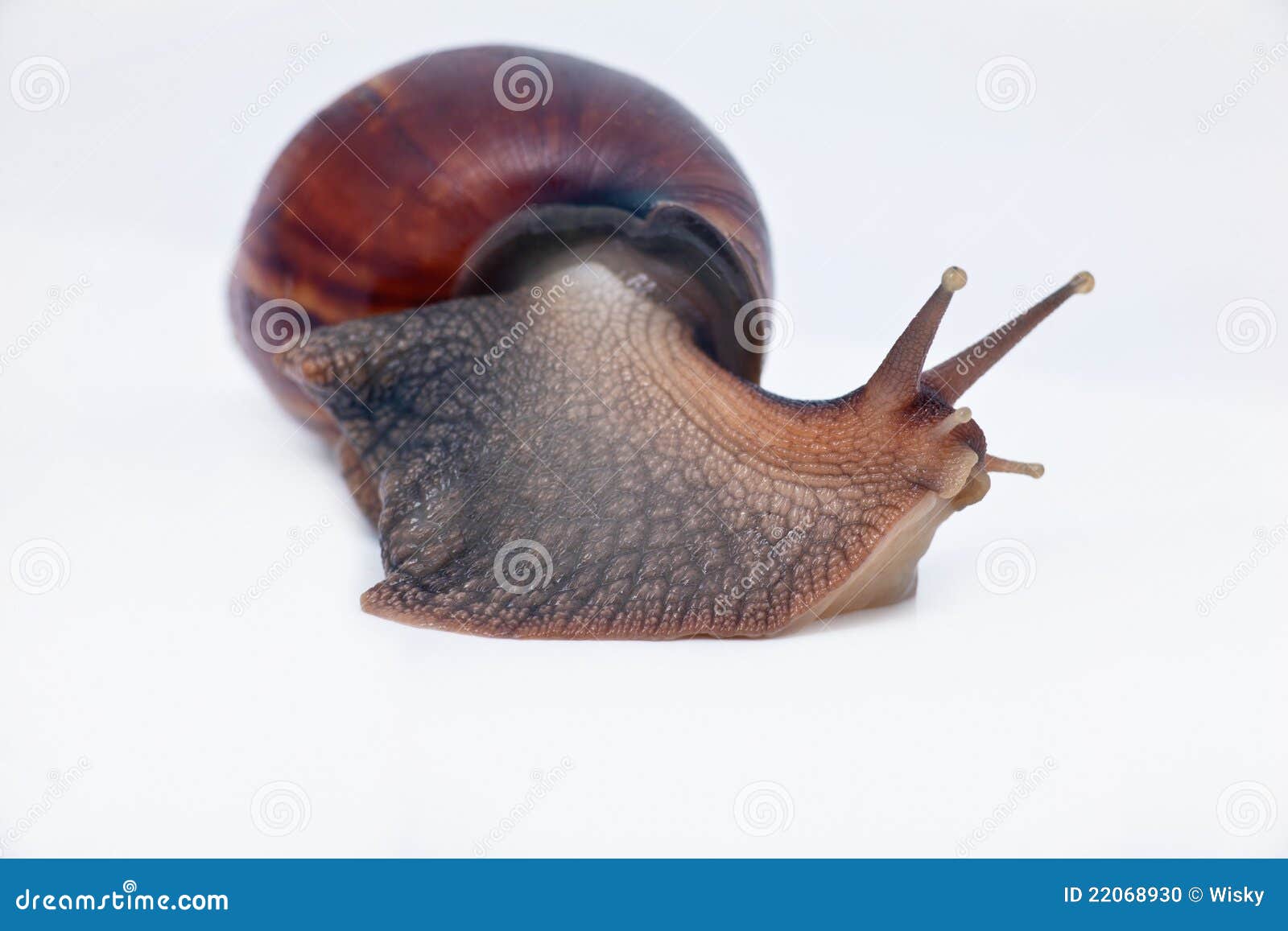 Snail turn left on the way stock photo. Image of slimey - 22068930