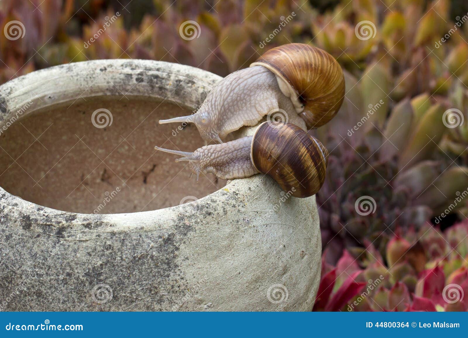 Snail stock photo. Image of grawl, surface, slowly, snails - 44800364