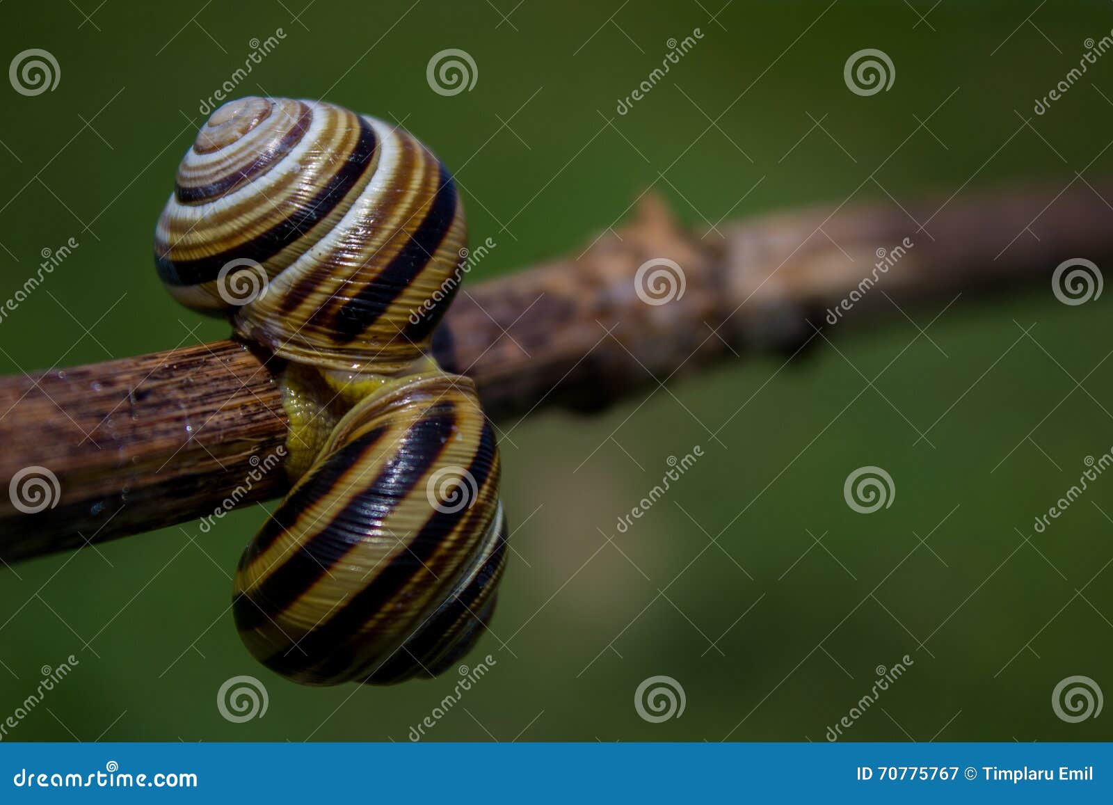 Snail stock image. Image of landscape, nature, snail - 70775767