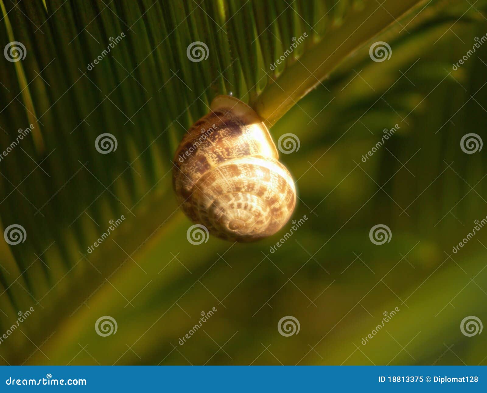 Snail under the fern stock image. Image of rest, conch - 18813375