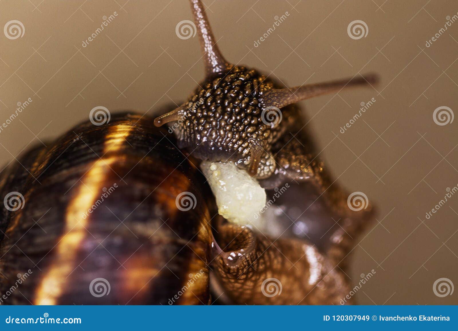 Snail is a Unique Living Creature that is Protected by a Shell and Can ...